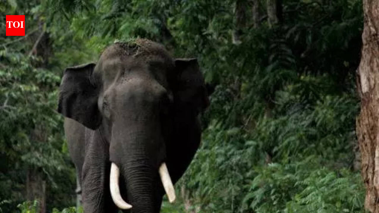 AI-based elephant intrusion detection system yet to take off in ...