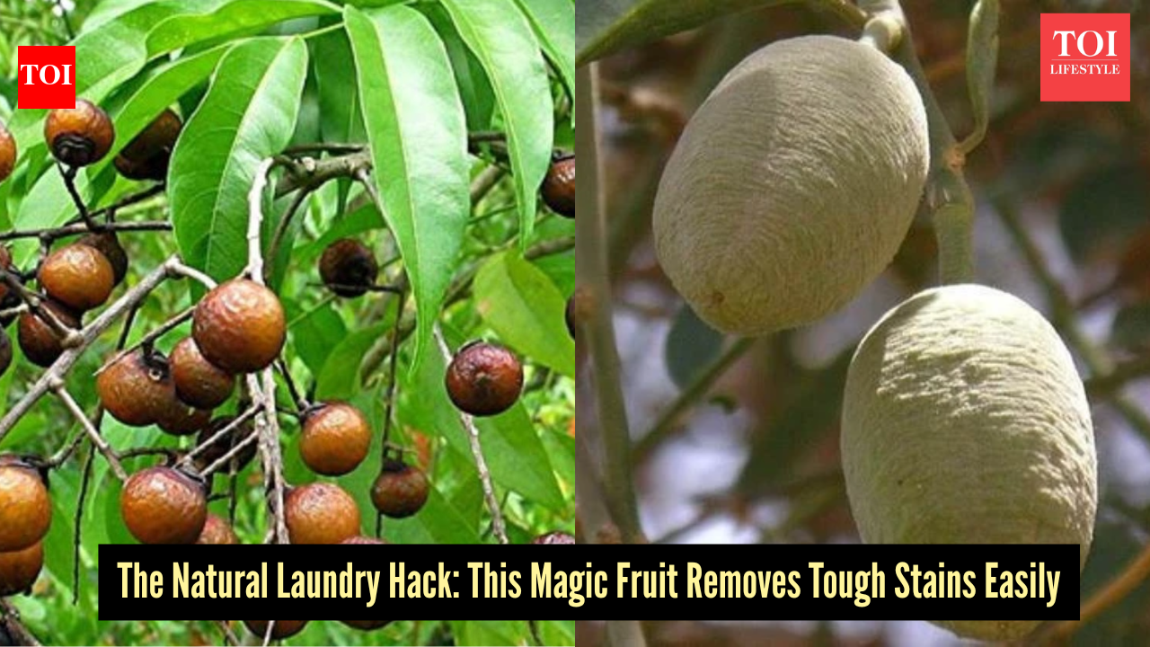 This ancient ‘magic’ fruit can clean your clothes better than detergent ...