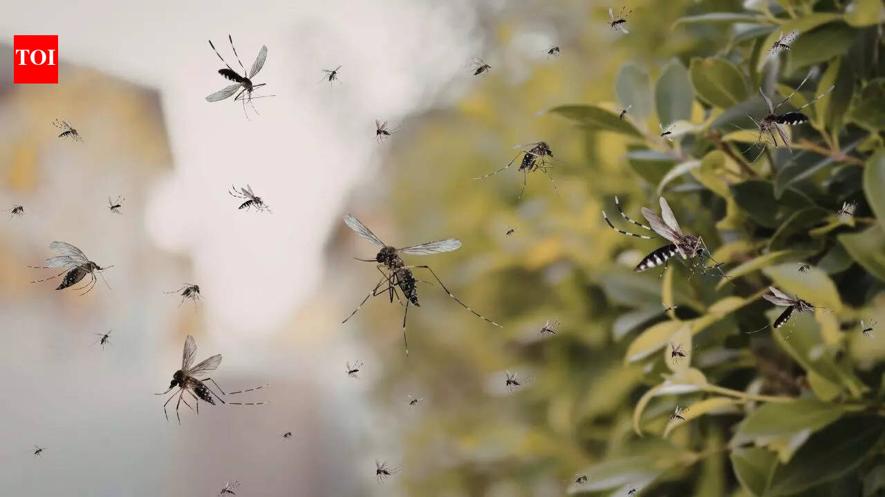 7 effective natural ways to keep mosquitoes out of your home