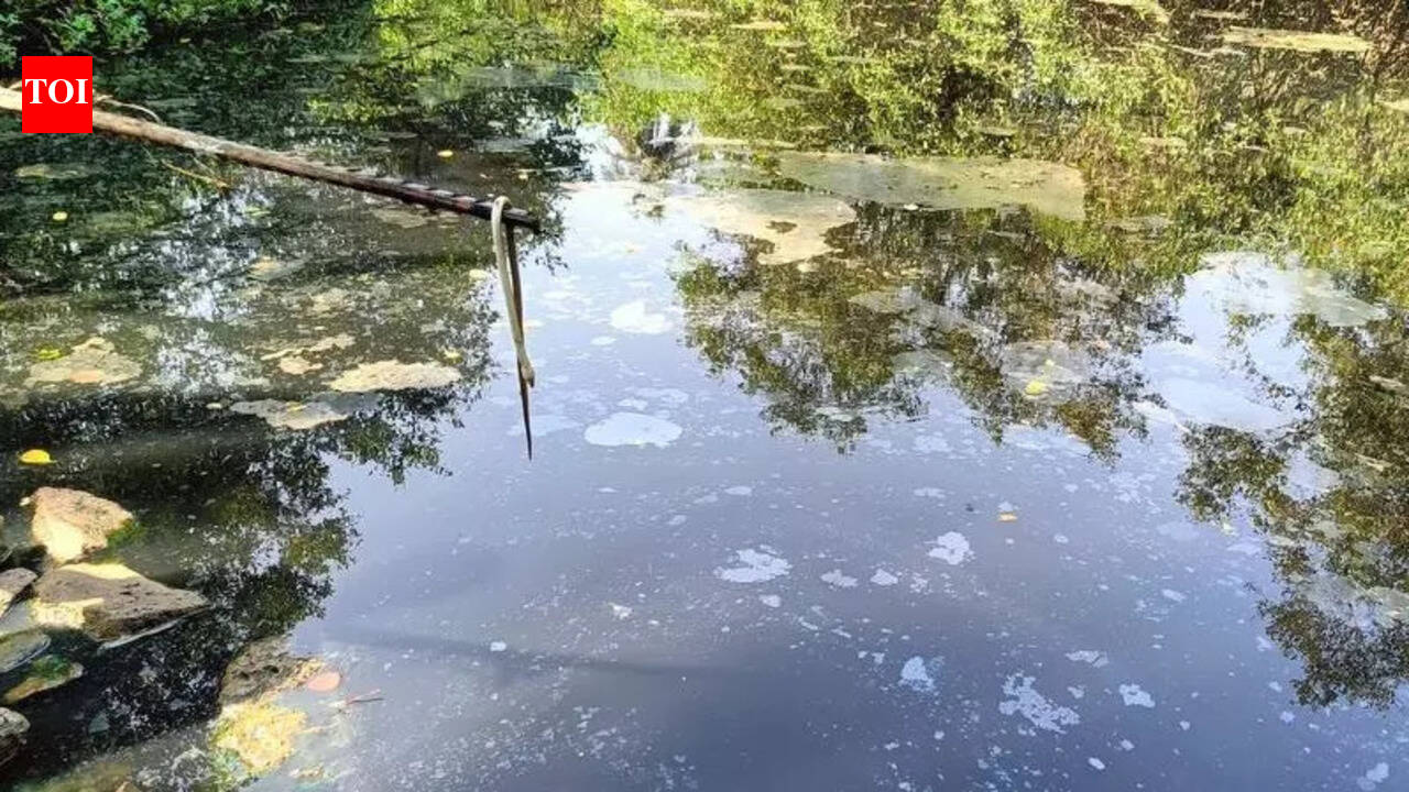 Untreated sewage, stagnation behind fish deaths in Gurupura backwaters ...