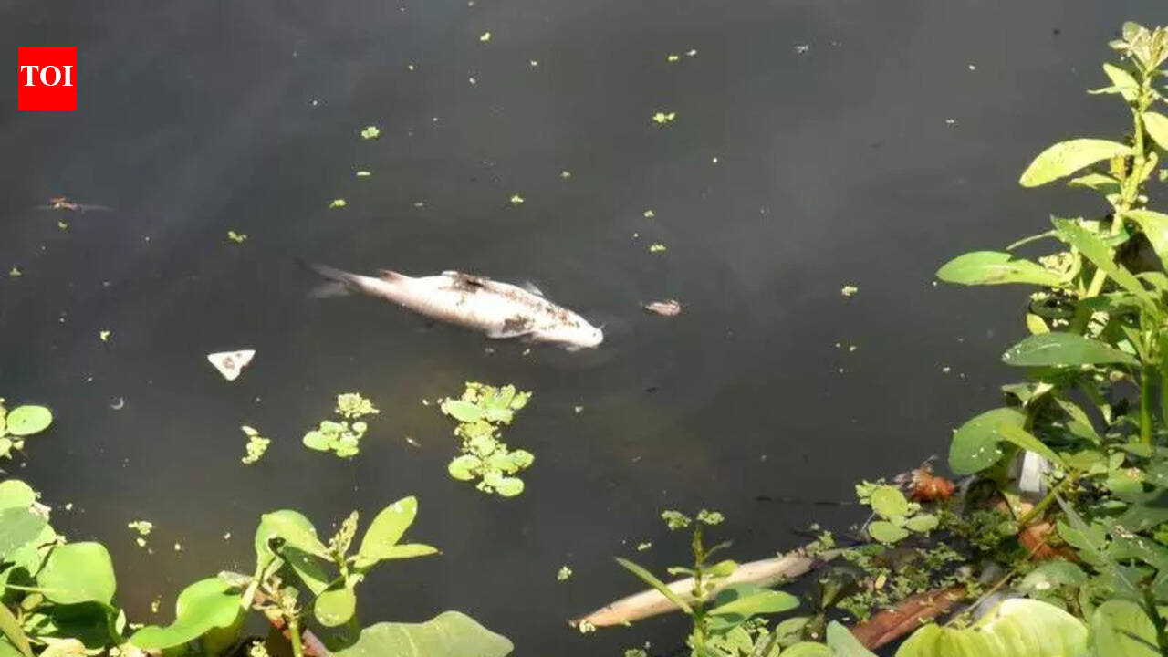 Dead fish found floating in Godavari River, NMC & MPCB start probe ...