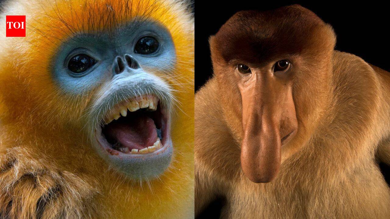 Strange Animal Noses: Meet 8 animals with strange noses that are not ...