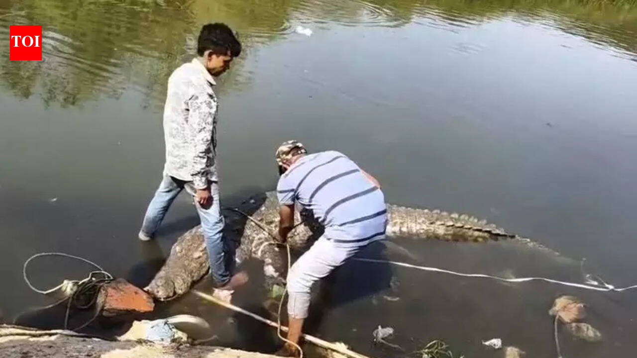 Third crocodile death in a month raises concern in Vishwamitri ...