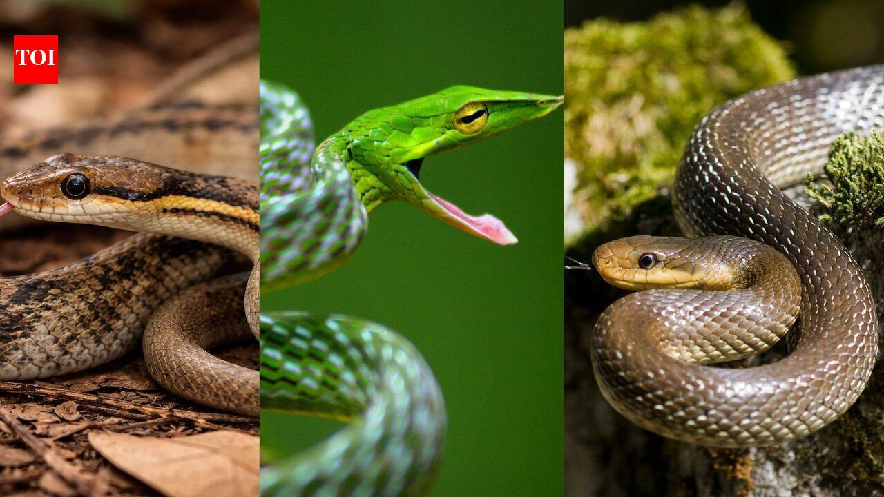 5 harmless snakes in India that are secretly helping you every day