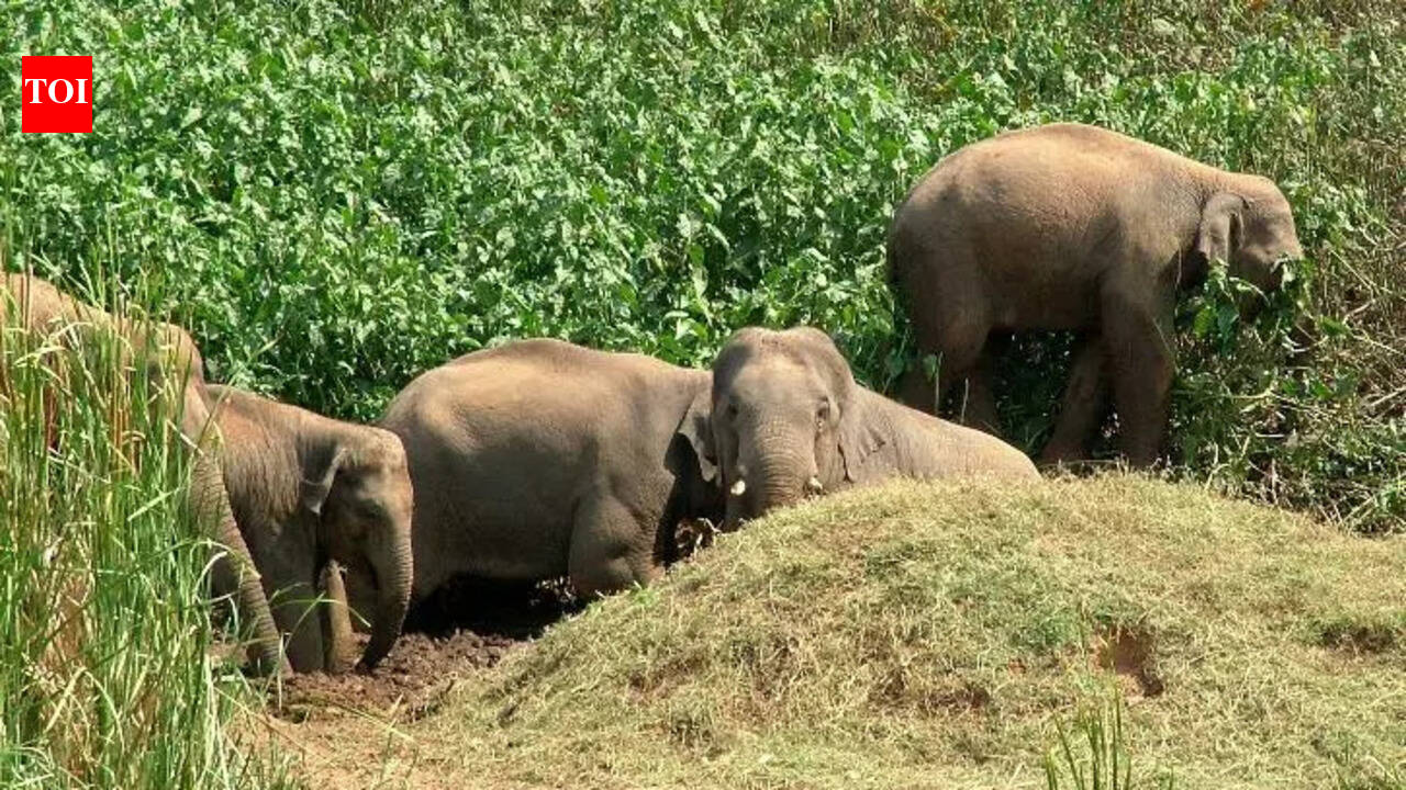 Odisha saw 344 elephant deaths in last 4 yrs: Forest min | Bhubaneswar ...