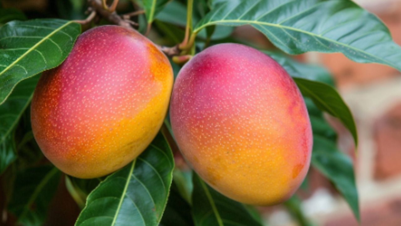 Mango City of India: Why Malda Is Famous for Its Delicious Mangoes