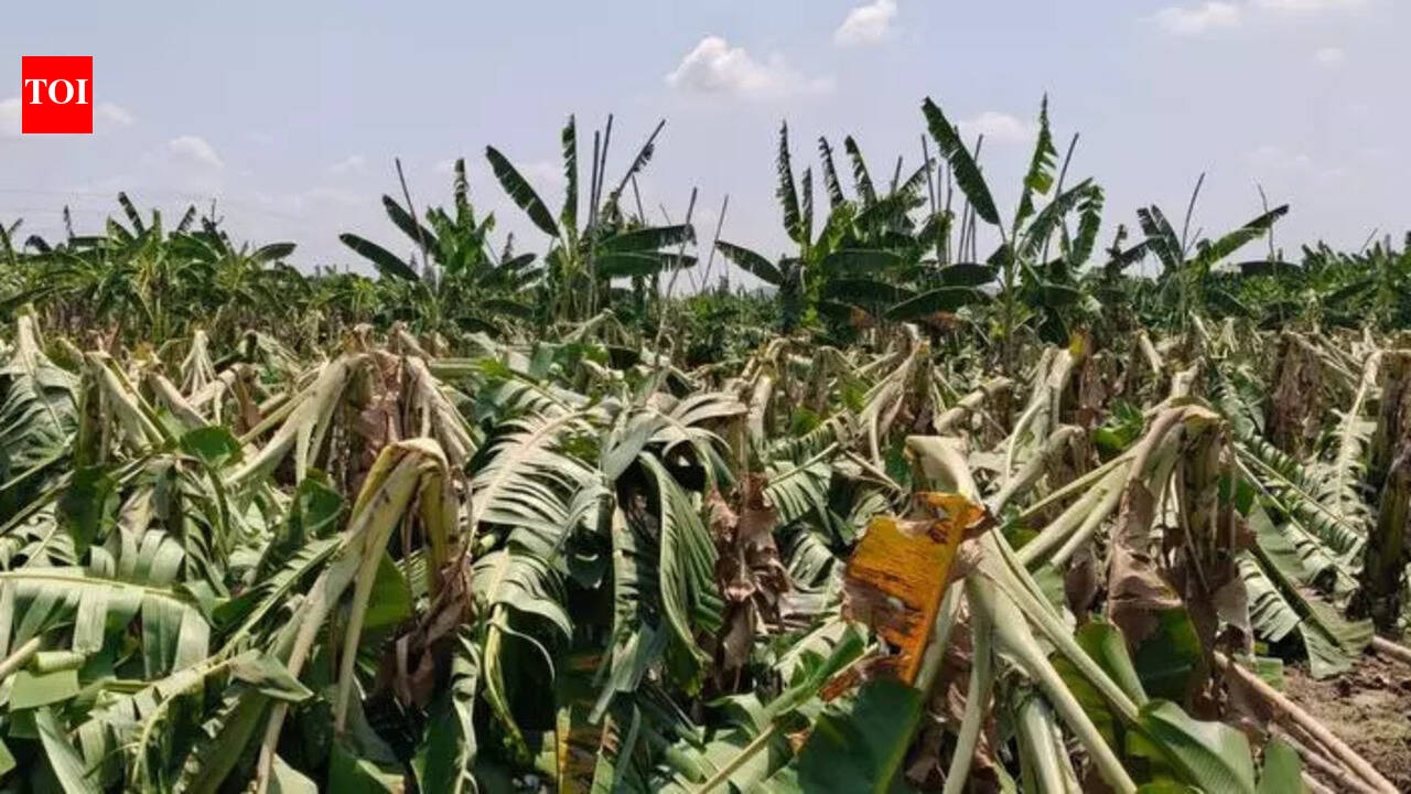 Summer rain, gale aggravate losses of banana farmers | Trichy News ...