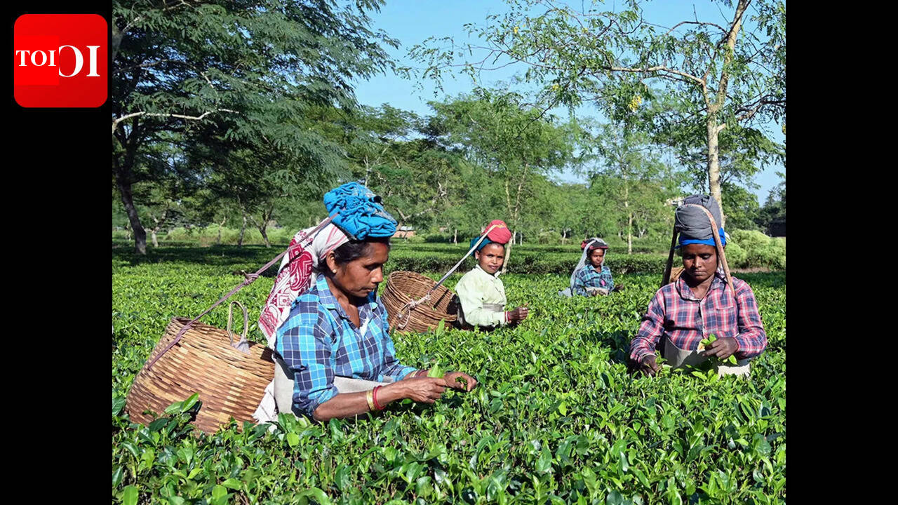 They now stand on their own ground: BJP’s patta to tea tribes a big ...