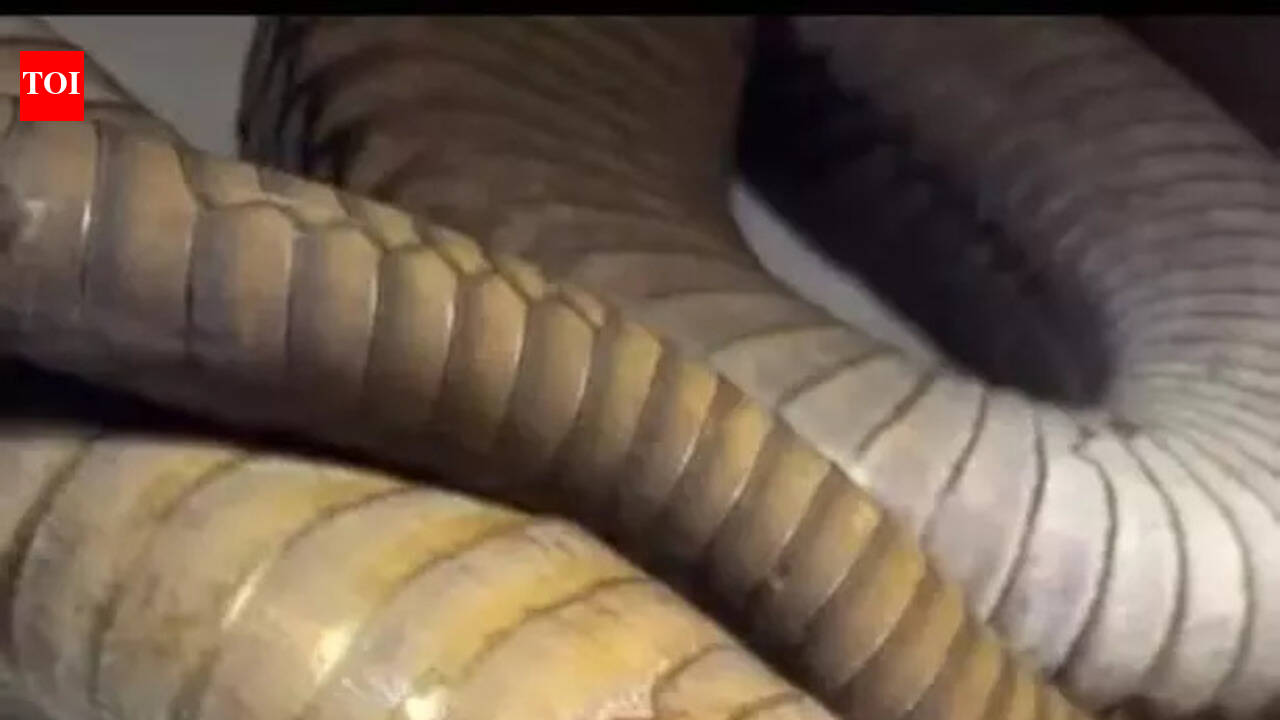 King cobra treated after deep abdominal injury | Mangaluru News - The ...