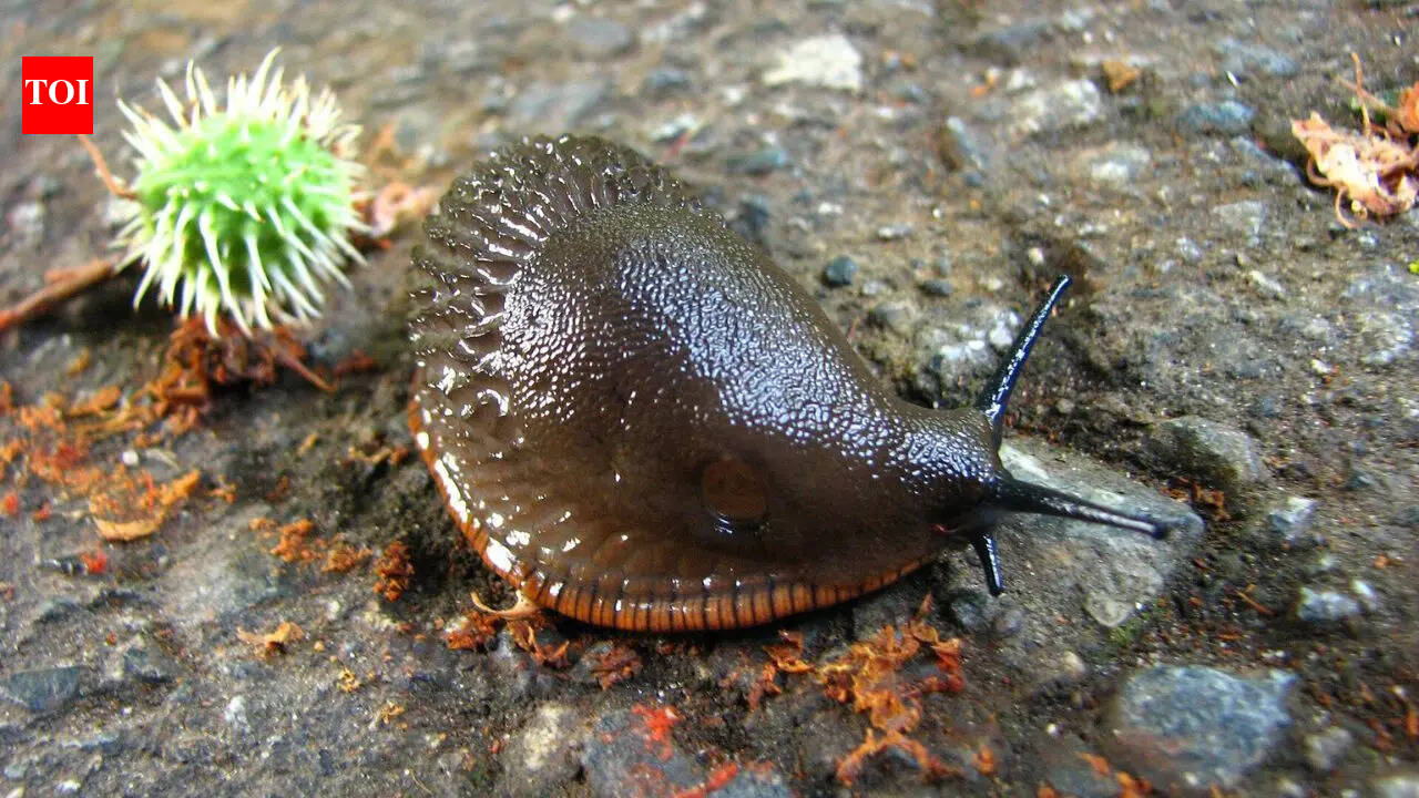 10 surprising facts about slugs: From blue blood to 27,000 teeth