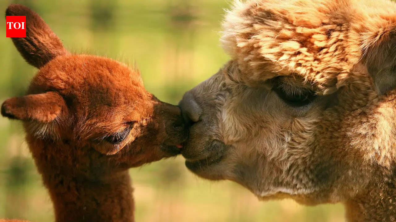 10 animals that seem to “kiss” like humans but each behaviour has a ...