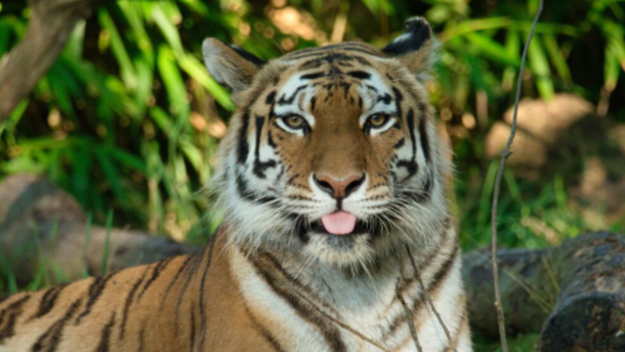 Largest Wild Cat in the World: Amazing Facts, Size & Habitat Explained