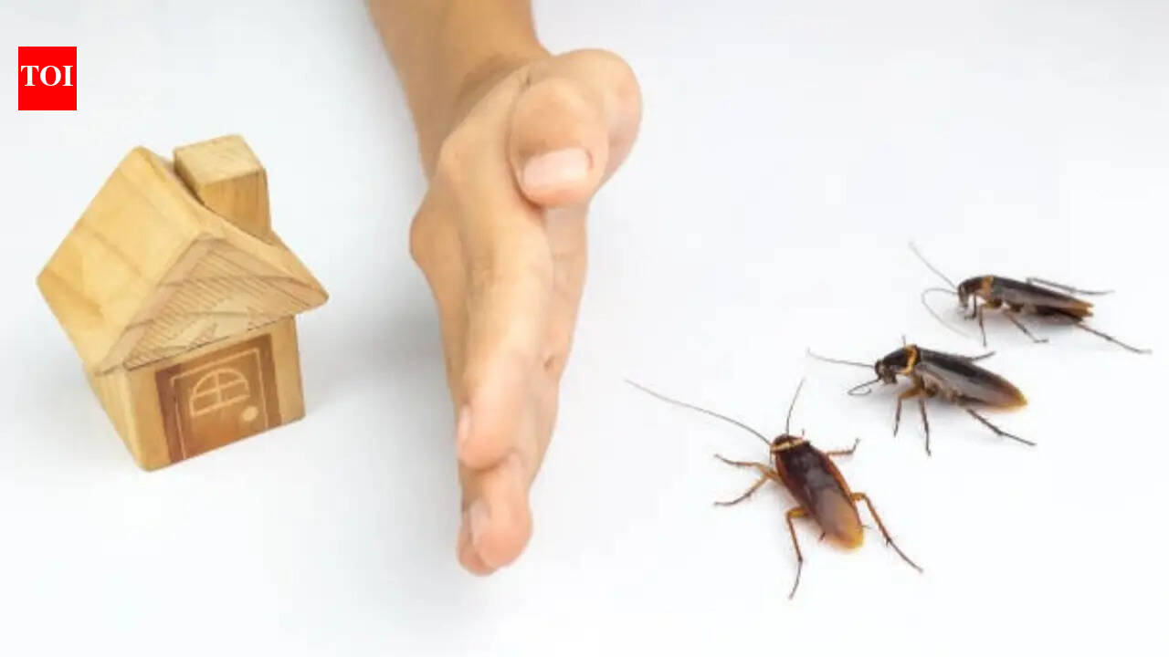 How to get rid of cockroaches naturally: 10 Proven home remedies that ...