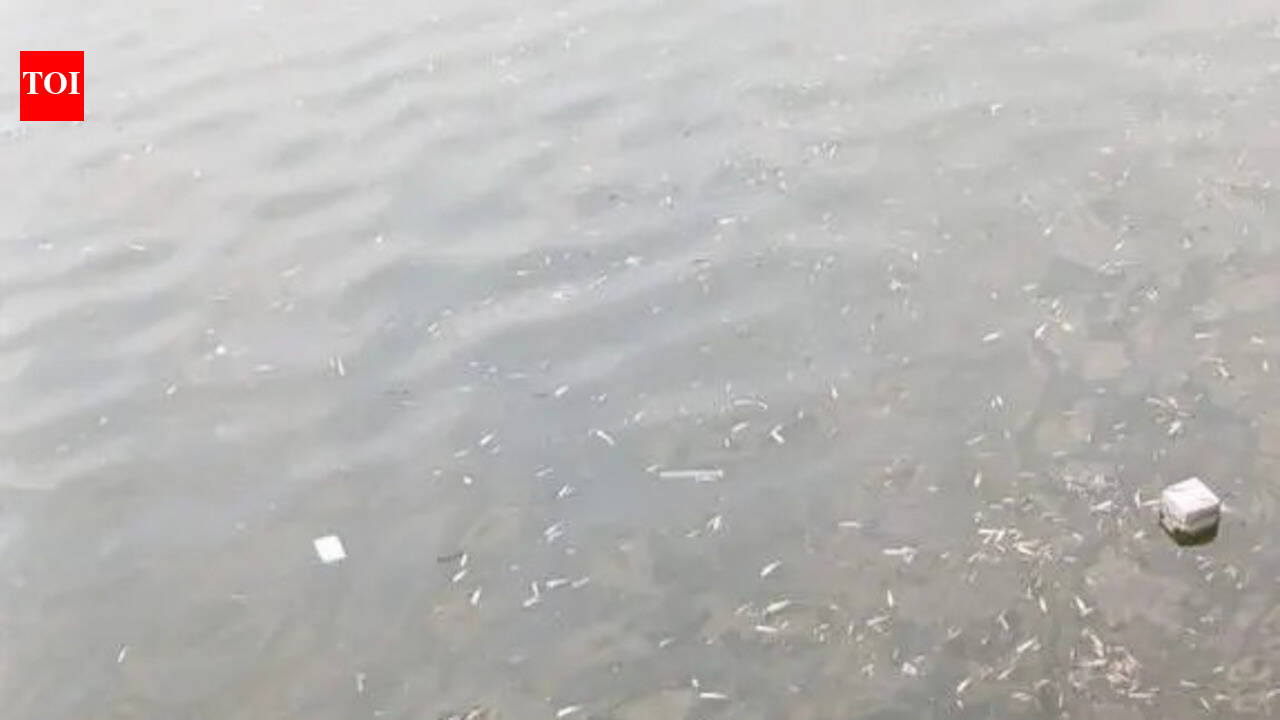Dead fish found floating in Rankala Lake amid pollution concerns ...