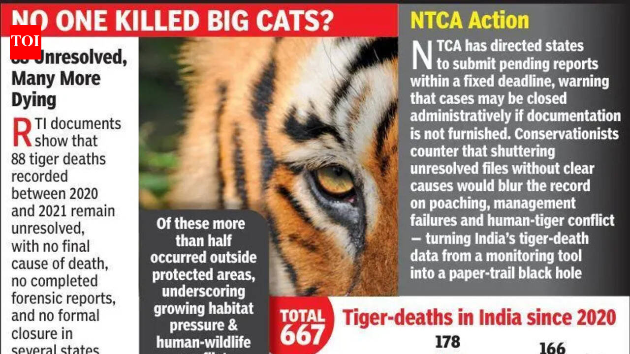 NTCA may close tiger death cases if states miss deadlines | Bhopal News ...