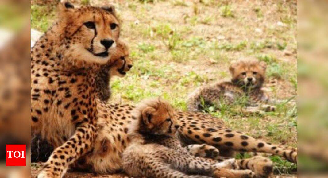 Supreme Court red flags move to translocate African cheetah in India ...