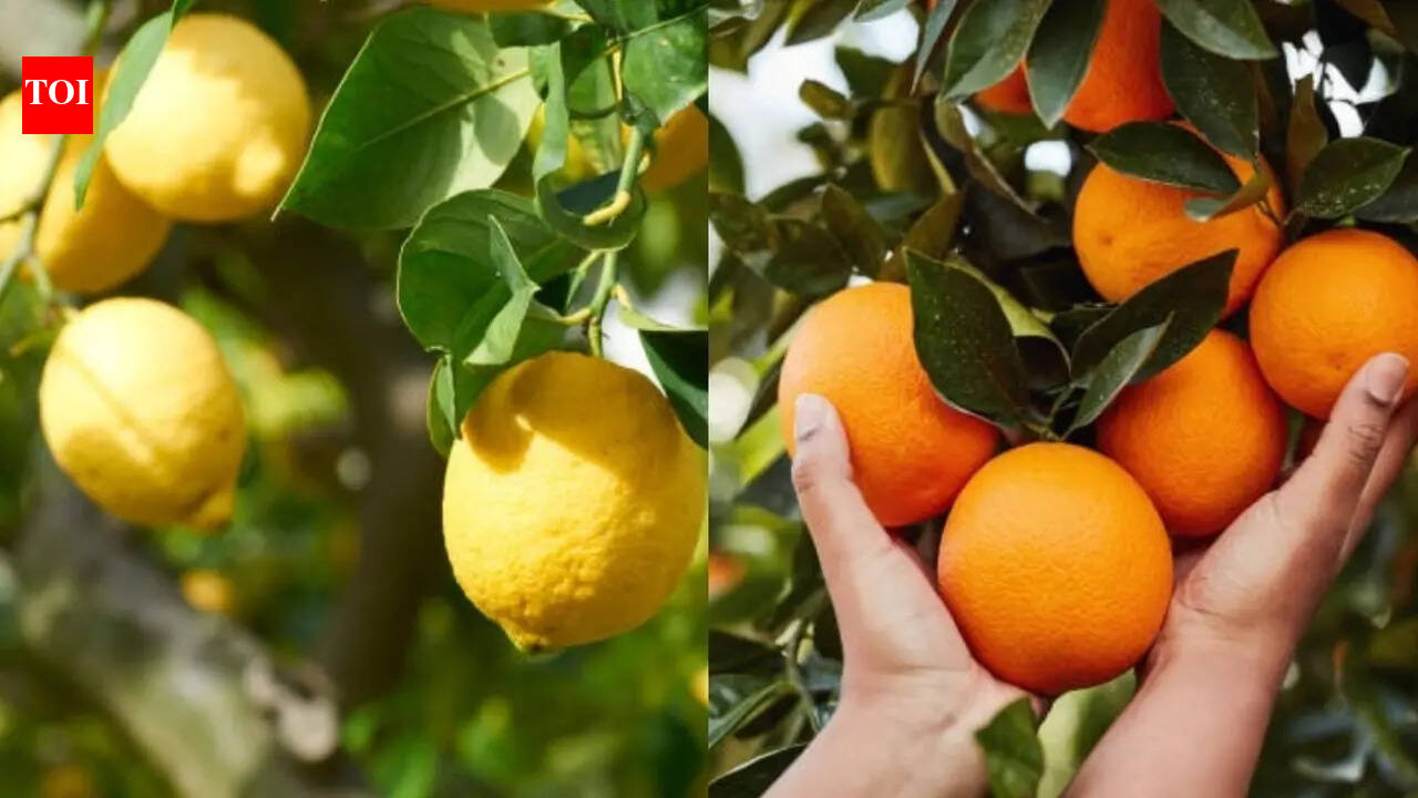 Citrus Fruit Identification: Lemon plant vs orange plant: How to tell ...