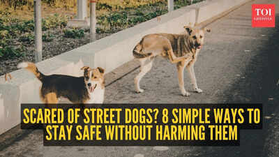 Scared of street dogs? 8 simple ways to stay safe without harming them ...
