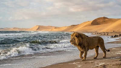 Why desert lions are moving to the Namibian coast and turning into ...