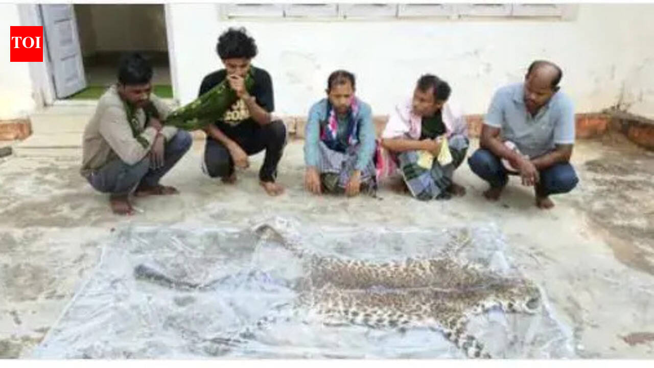 Poachers trap & kill leopard, eat its meat, held trying to sell skin ...