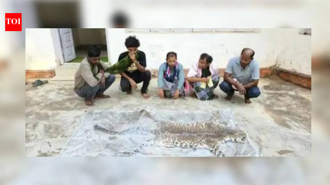 Poachers trap and kill leopard in Chhattisgarh, eat its meat; held ...