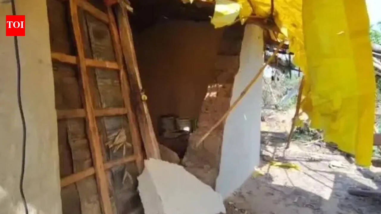 Chhattisgarh: Jumbo raid in Korba, bear attack in Gariyaband put forest ...