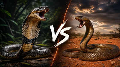 King Cobra vs Inland Taipan: The ultimate fight between the king of ...
