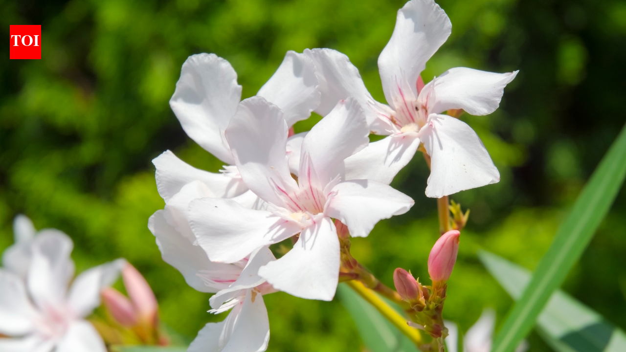 GK Fact of the Day: 7 deadly plants that look surprisingly beautiful