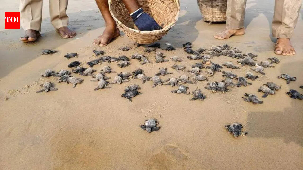 48K Olive Ridley hatchlings released into sea this season | Chennai ...