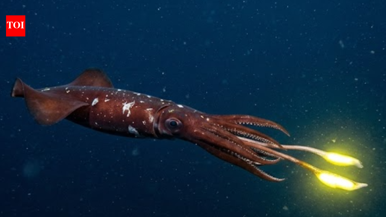Monster of the deep: Giant squid spotted in Western Australia after 25 ...