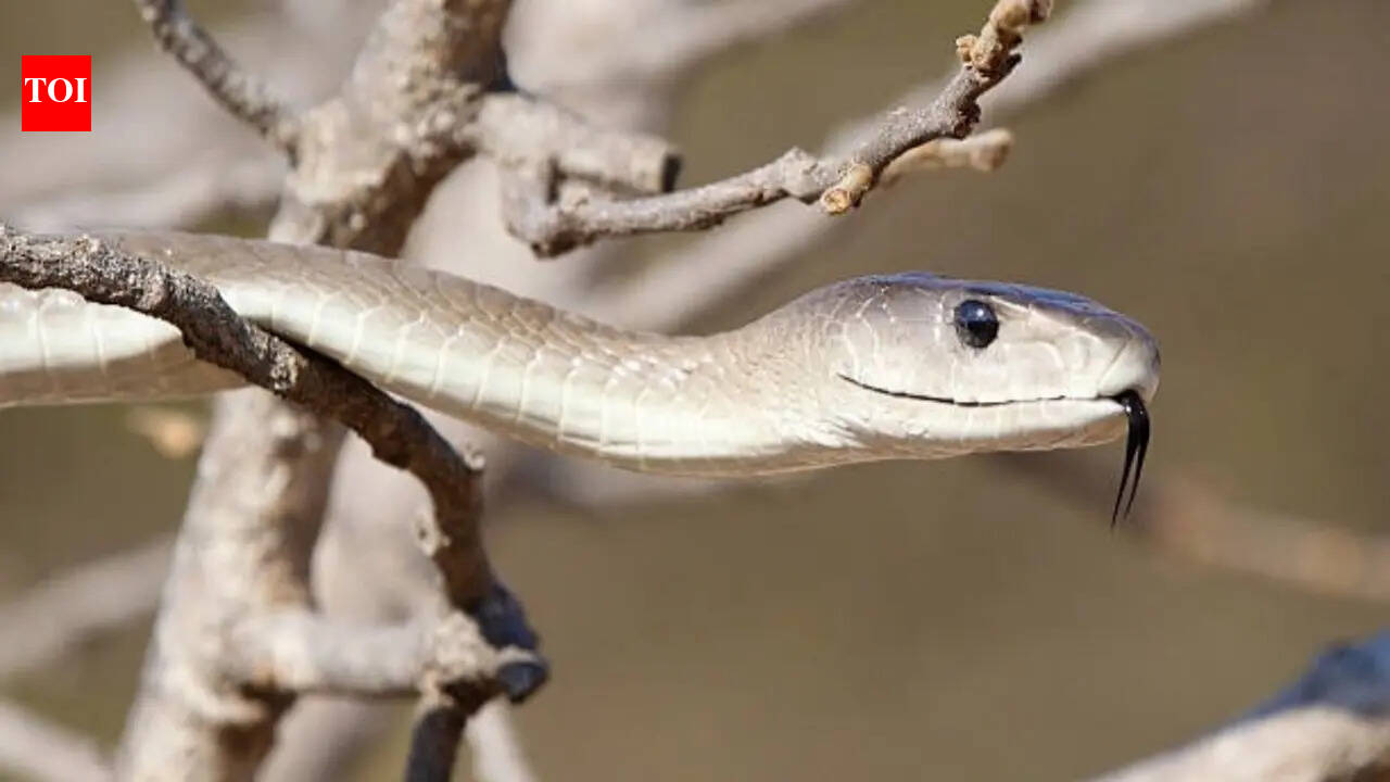 How to identify a Black mamba snake in your home and garden