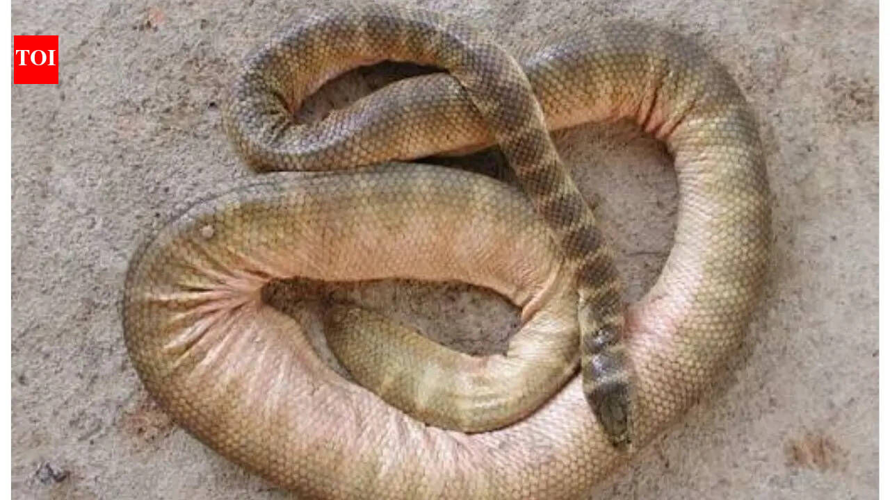 Animals and insects that are as venomous as the Inland Taipan