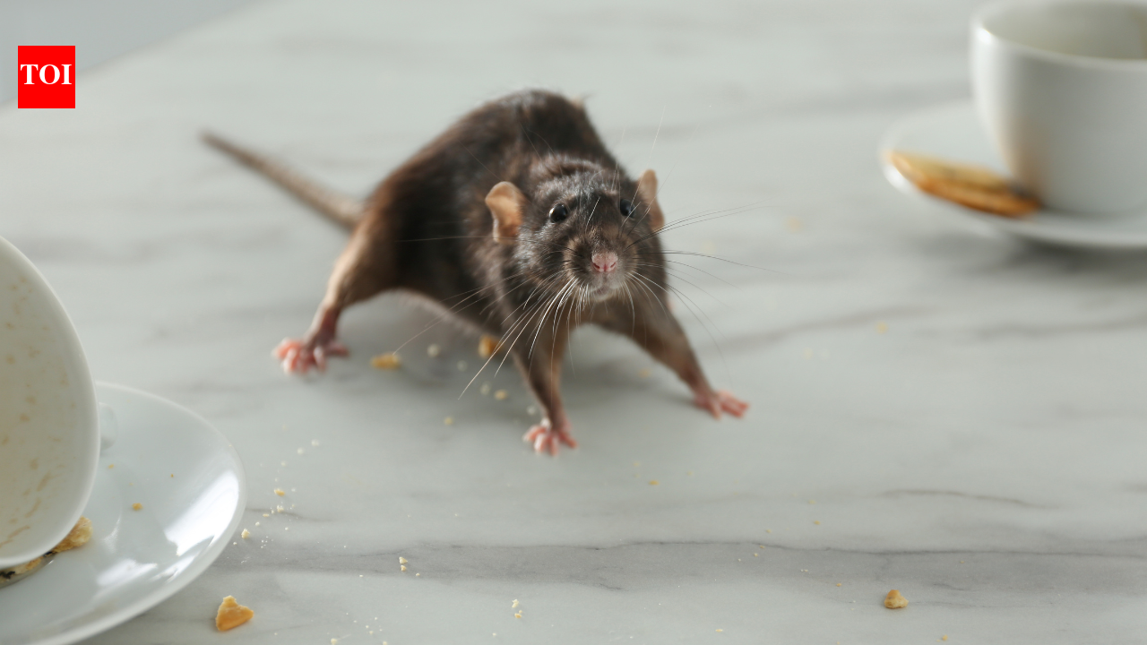 Do common mice found in homes and gardens can spread hantavirus