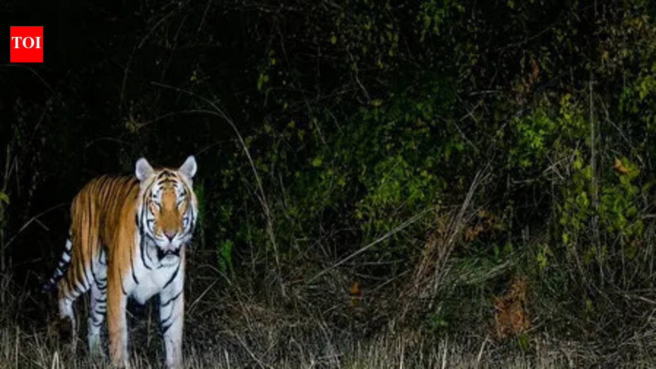 Royal return: Tiger sighted in Arunachal sanctuary after two decades ...
