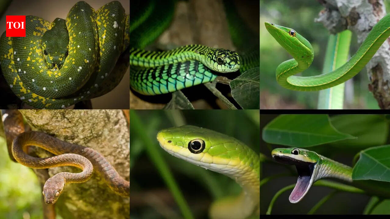 Arboreal: Snakes that always stay on trees and rarely descend