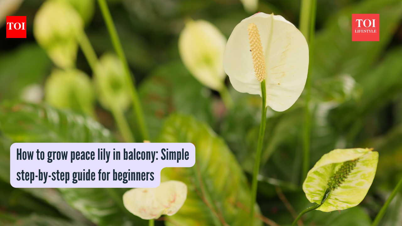 Simple step-by-step guide to grow peace lily in a balcony garden for ...