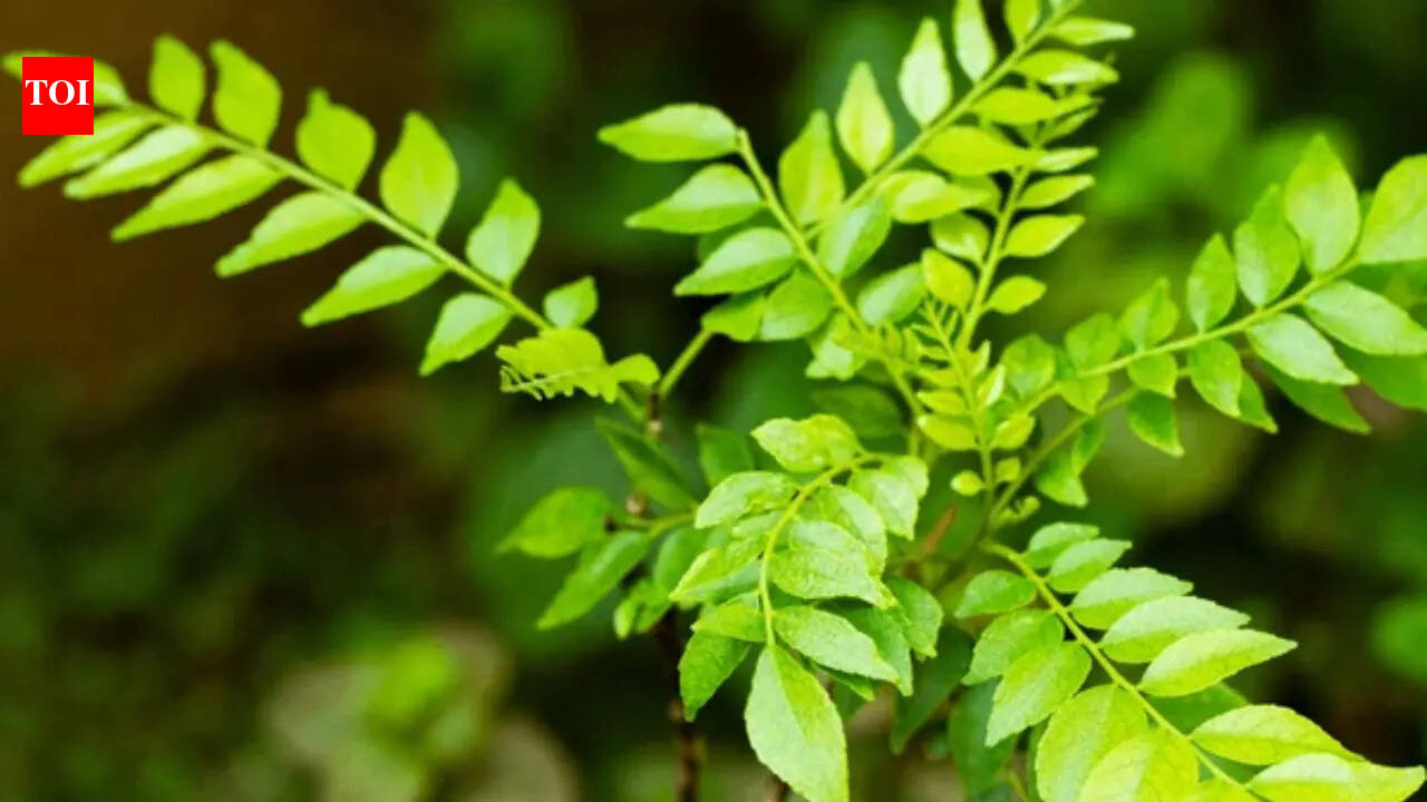 Why your curry leaf plant has stopped growing: Common mistakes to avoid