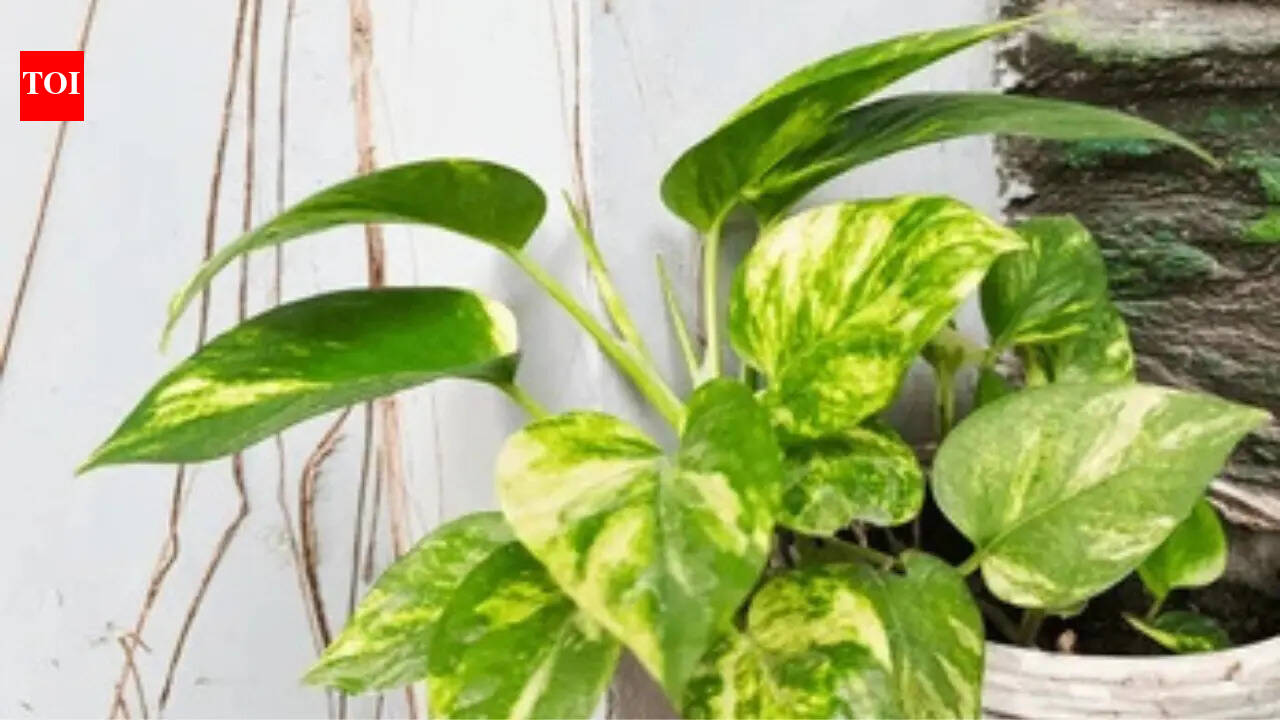 Why your money plant leaves are turning yellow and how to fix it