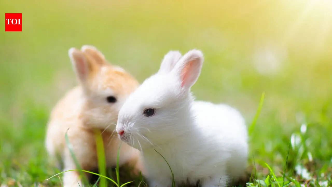 6 Rabbit body language signs: Happy or stressed?
