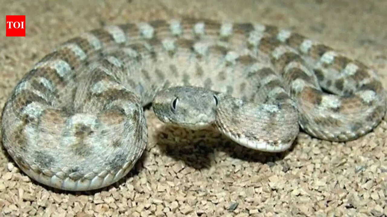 How to identify a Saw-Scaled Viper snake: Features, habitat and more