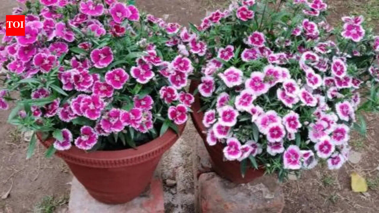 How to grow carnation flowers in India? Simple gardening tips