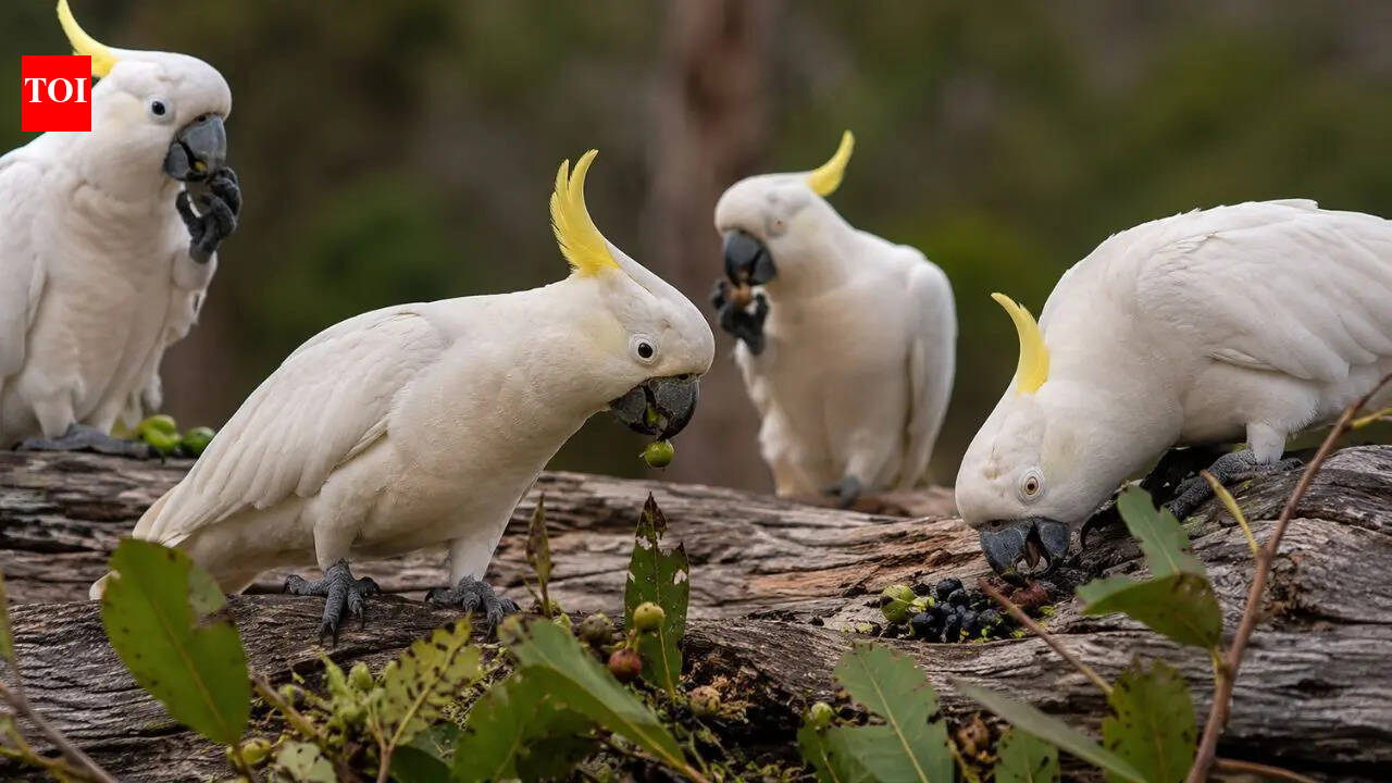 Wild cockatoos may have unlocked a hidden survival trick: The ...