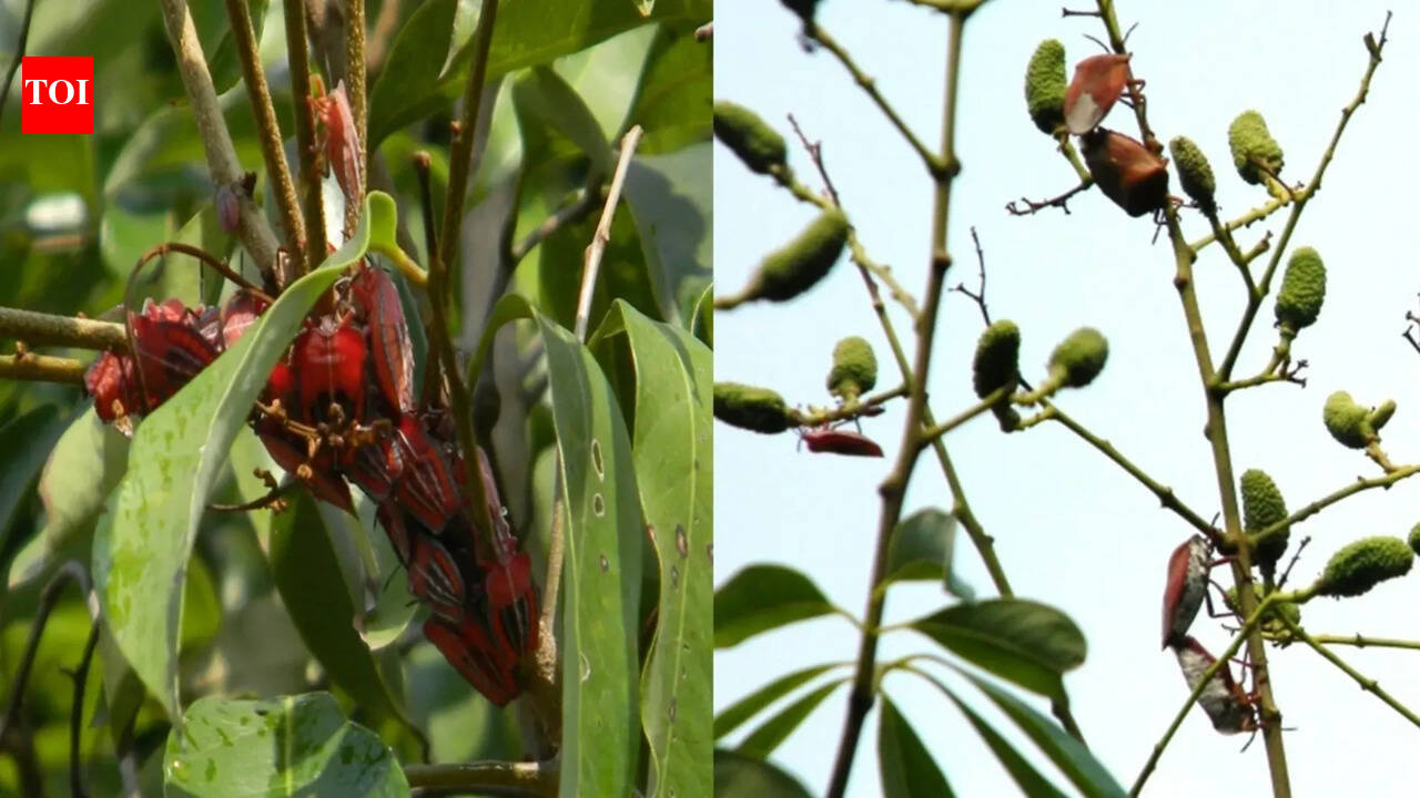 Sting bug infestation, unseasonal rain threaten state’s litchi crop ...