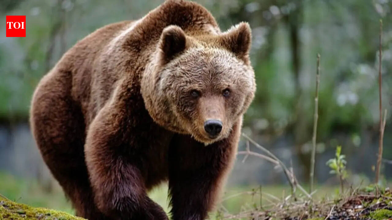 What to do if you encounter a bear in the wild: The most common ...