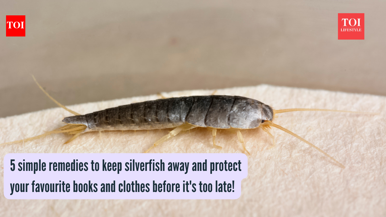 5 simple remedies to keep silverfish away and protect your favourite ...