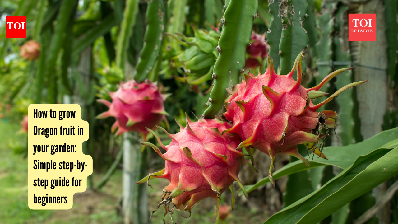 How to grow Dragon fruit in your garden: Simple step-by-step guide for ...