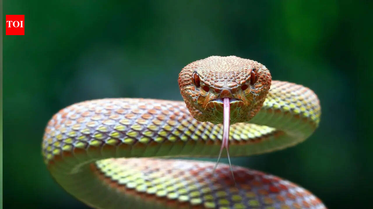 Common snakes found in Florida and how to keep them away from home and ...