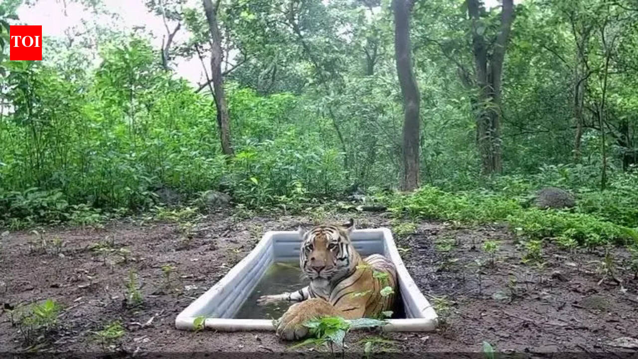 Guj to use 500 foresters, 250 camera traps to count sole tiger ...