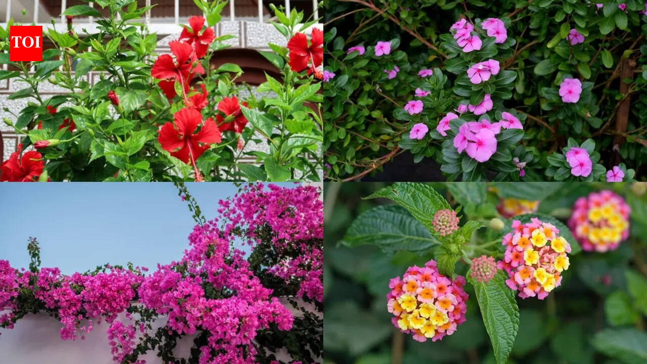 7 beautiful flowers that bloom all year and keep your garden colourful