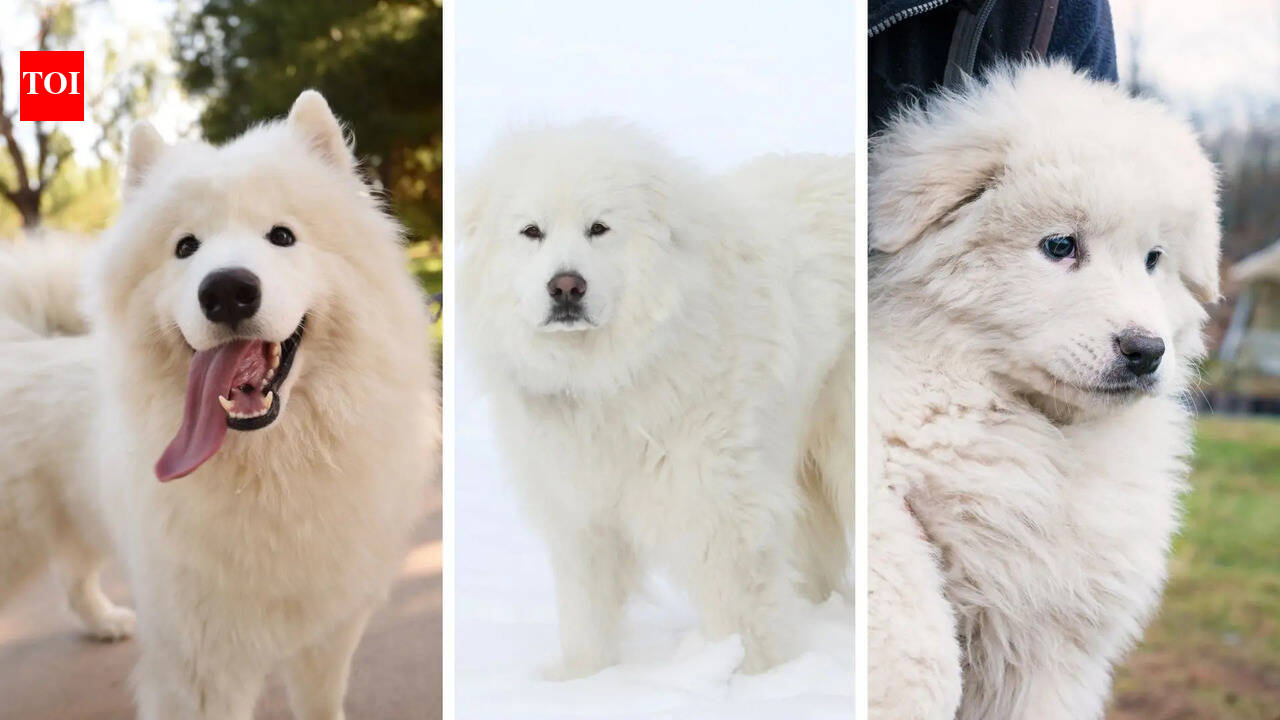 Think they’re polar bears? These 5 dogs can easily fool you